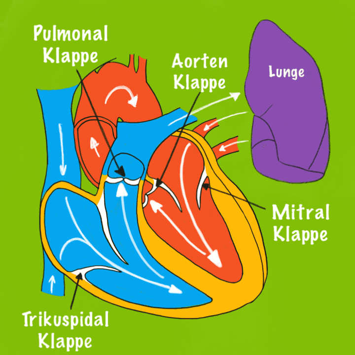 Aortenklappe Archive - Cardiopraxis