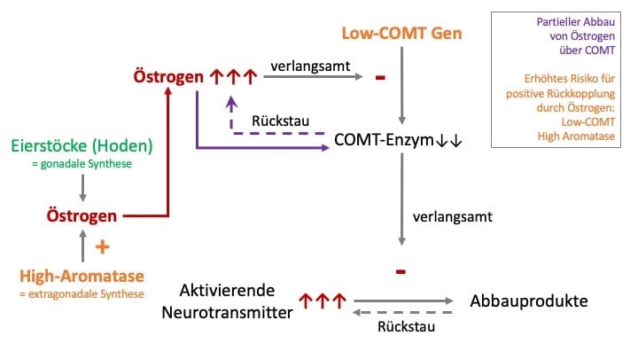 COMT & MAO - Östrogen, Testosteron & Aromatase | Kardiologie
