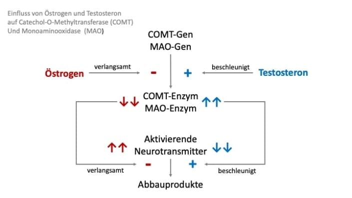 COMT & MAO - Östrogen, Testosteron & Aromatase | Kardiologie